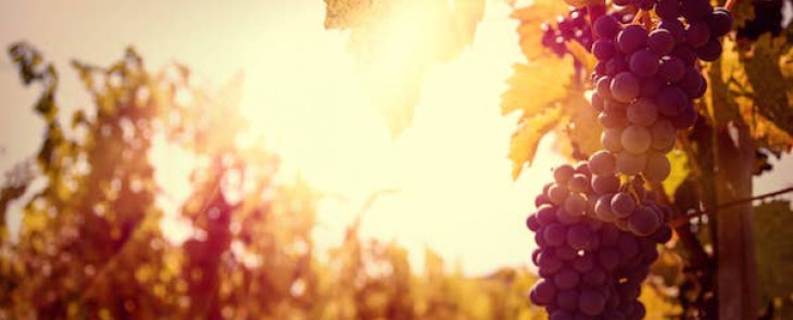 Vintips - Charmes de Kirwan ett fint vin!