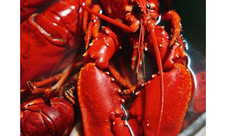 Kokt hummer med rhode island-sås