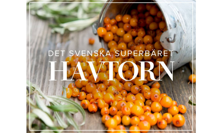 Havtorn - den lilla C-vitaminbomben