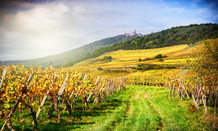 3 Riesling från Alsace