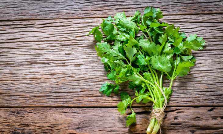 Koriander